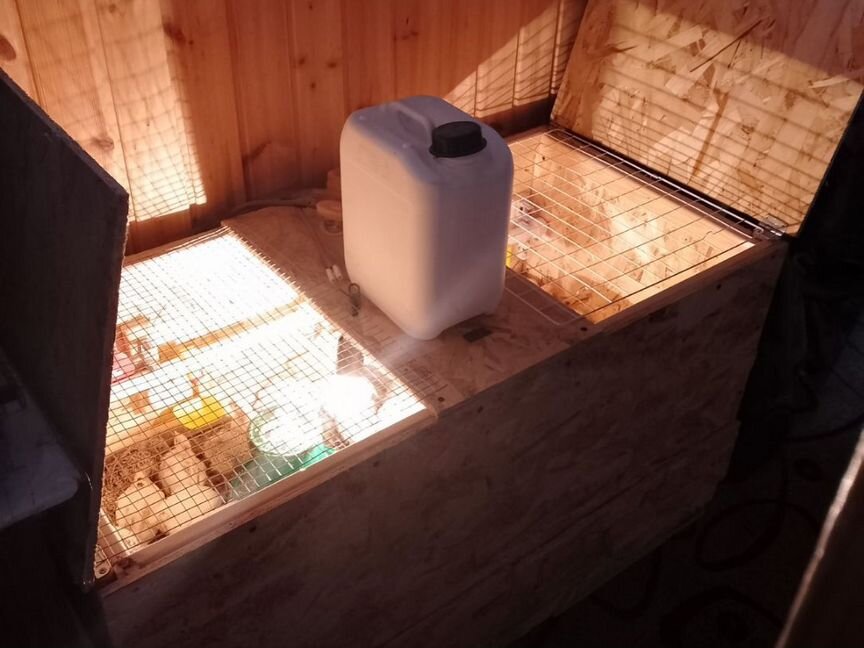 Брудер для цыплят и перепелят