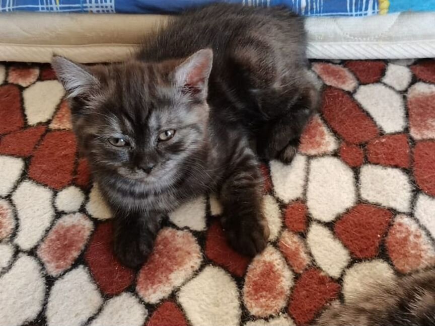 Шотландские котята