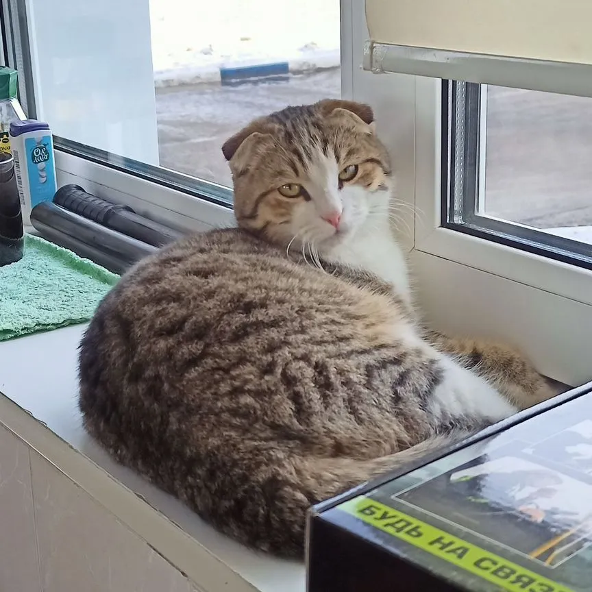 Вислоушка в добрые ручки