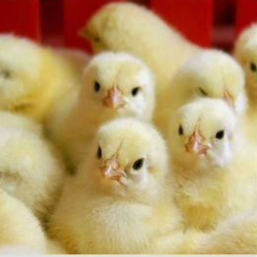 Цыплята бройлеры суточные кобб 500