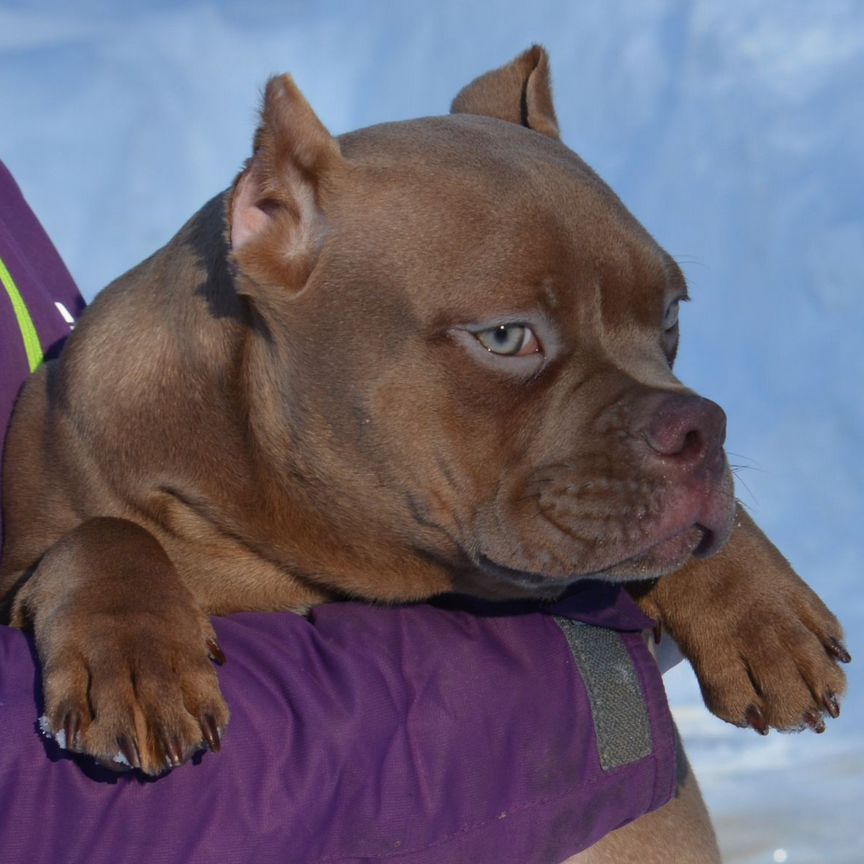 Американский булли, щенок