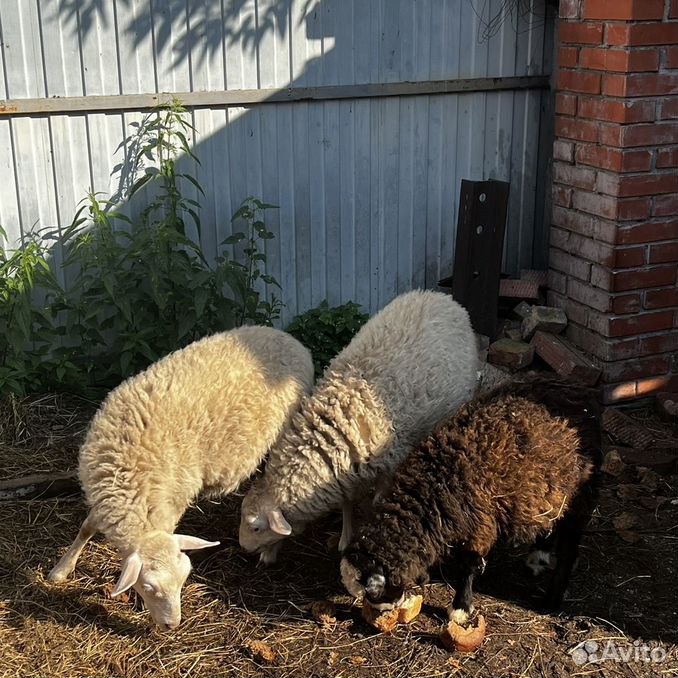 Овцы барашки