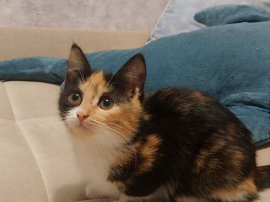 Девочка конфетка ищет дом