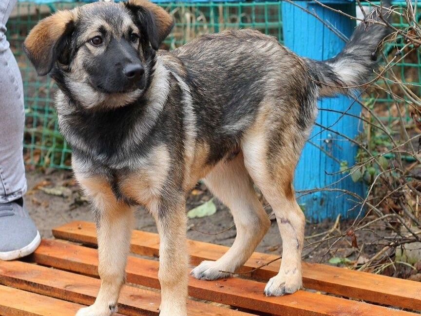 Атос ищет своих первых и единственных хозяев