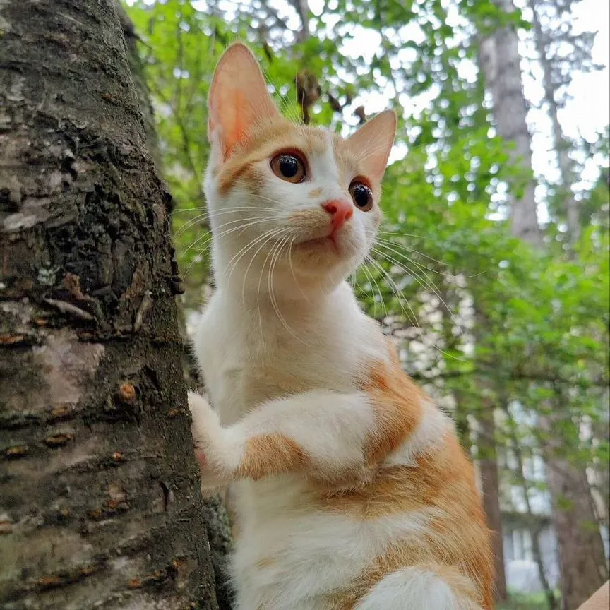 Нежный игривый котенок Лимончик в дар
