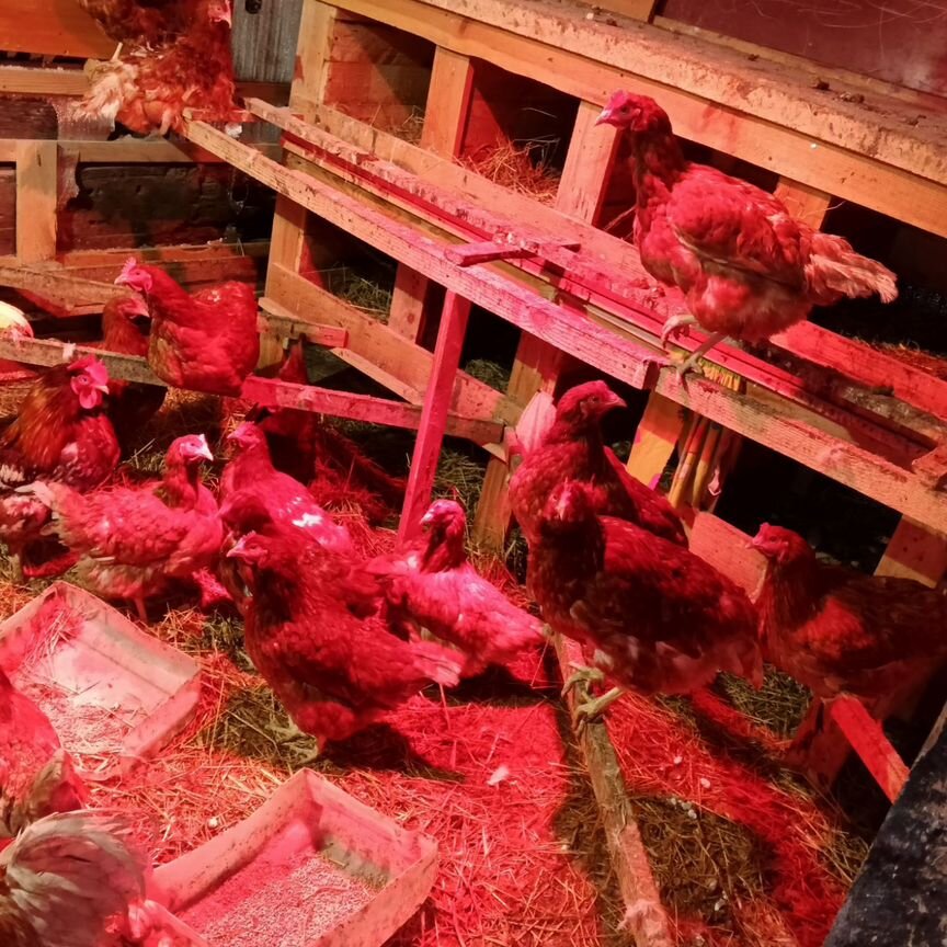 Куры несушки