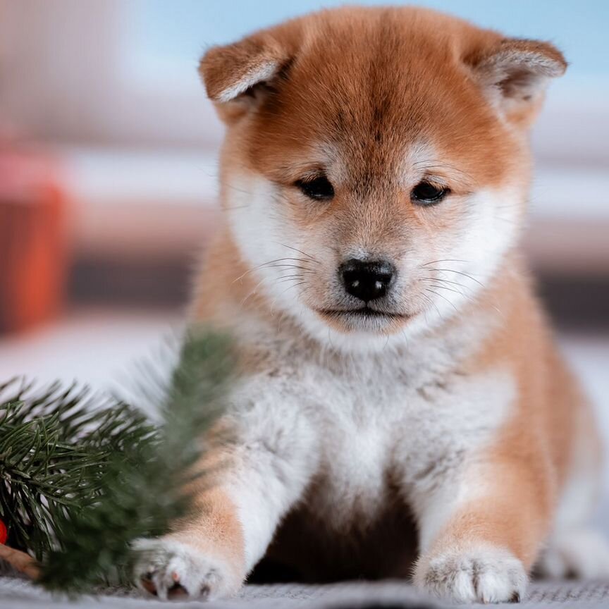 Сиба-ину, щенок