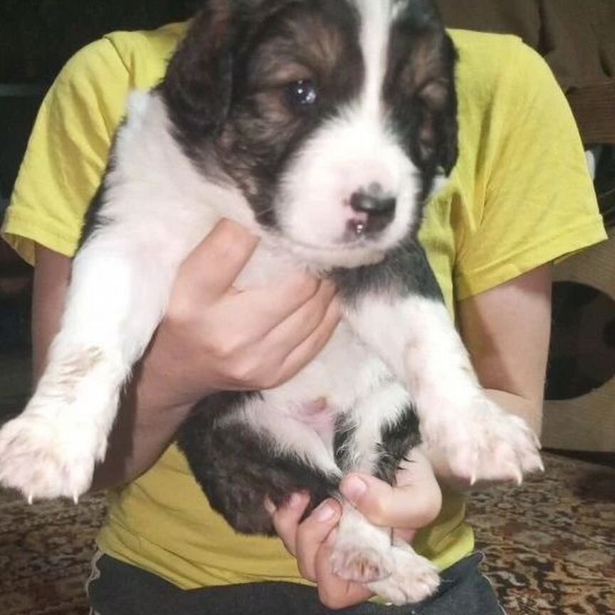 Сибирский хаски, щенок