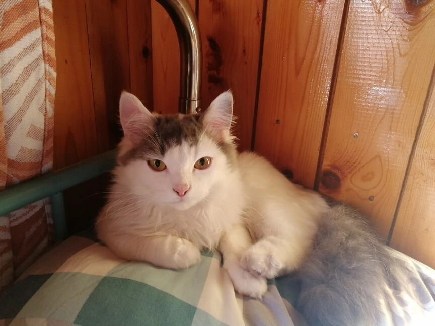 Кошка