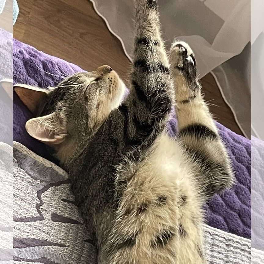 Отдам котика в добрые руки