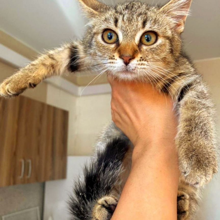 Котенок девочка в добрые руки