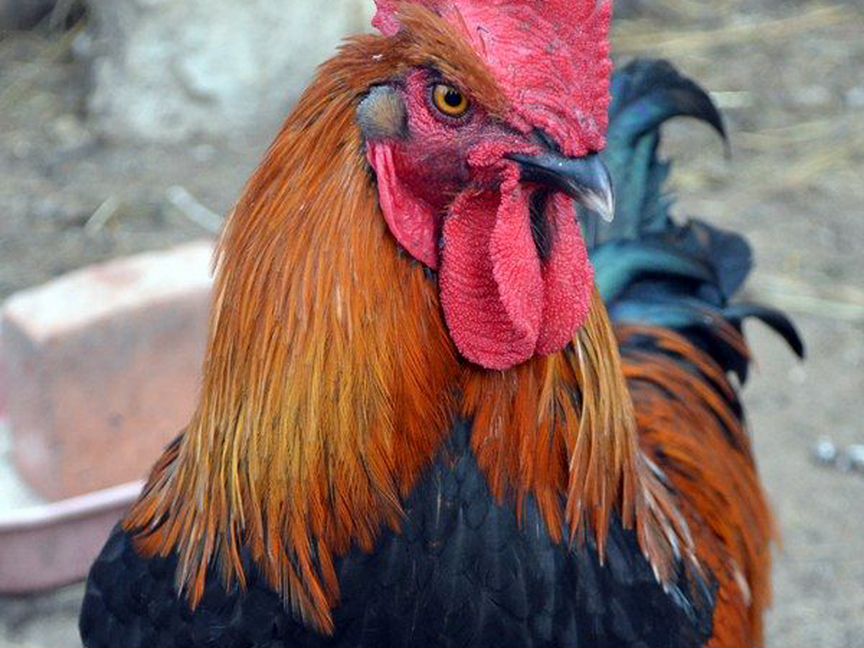 Петухи породы Маран черно-медный