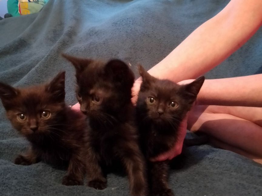 Котята русская голубая