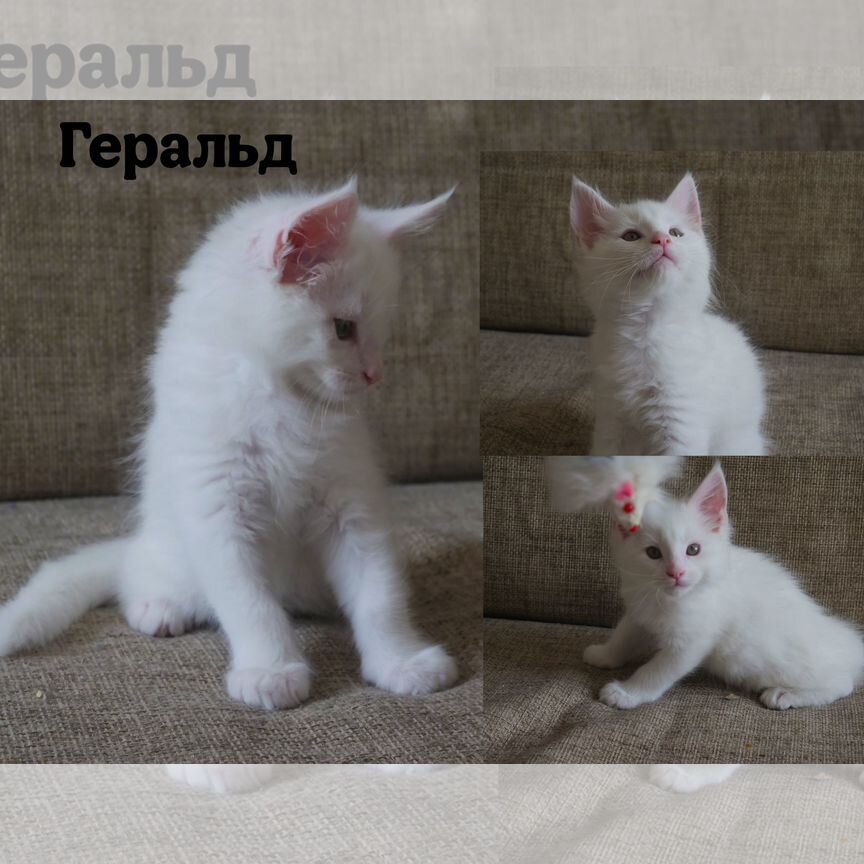 Мейн-кун котёнок