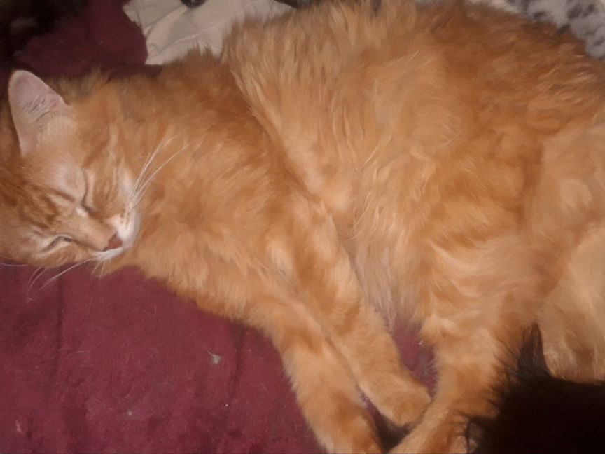 Кошка в дар бесплатно