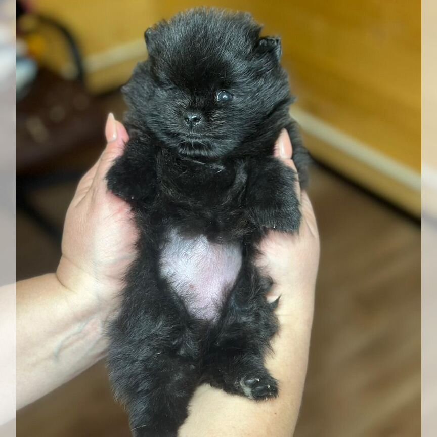 Щенки померанского шпица