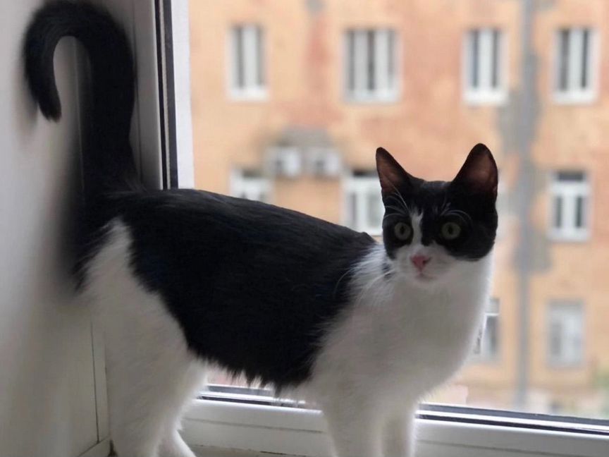 Кошка / котенок в добрые руки
