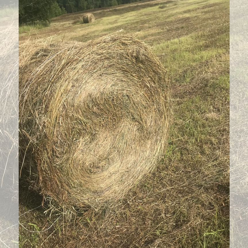 Сено луговое в рулонах