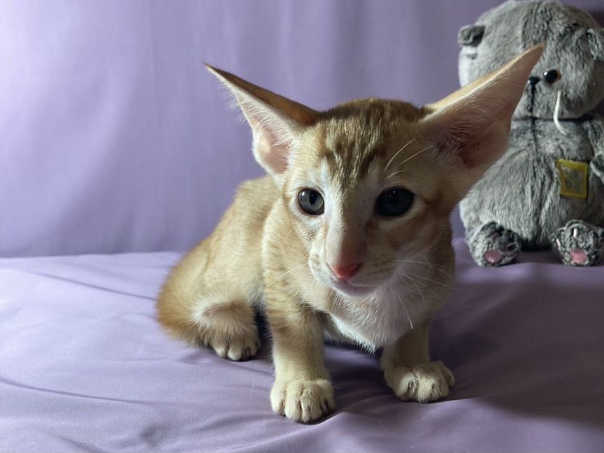 Ориентальная