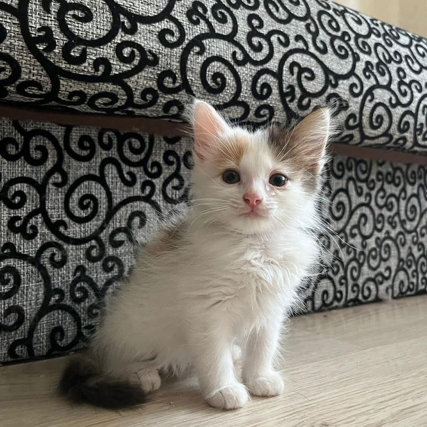 Котенок трехцветочка