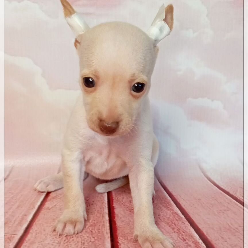 Мексиканская голая собака, щенок