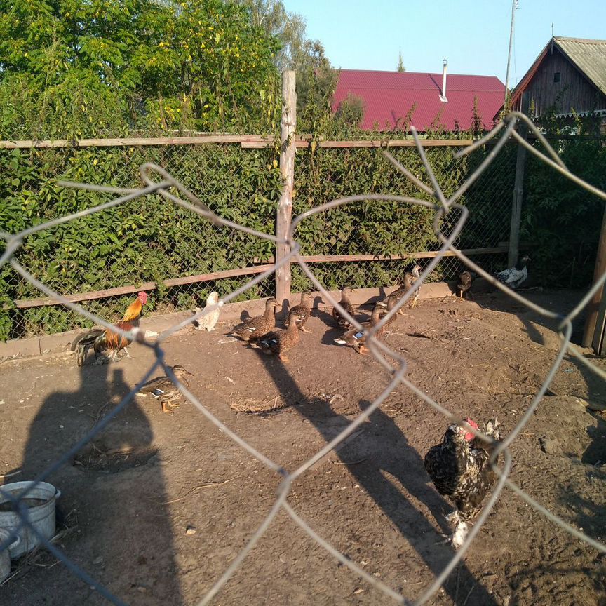 Уточки и петушки