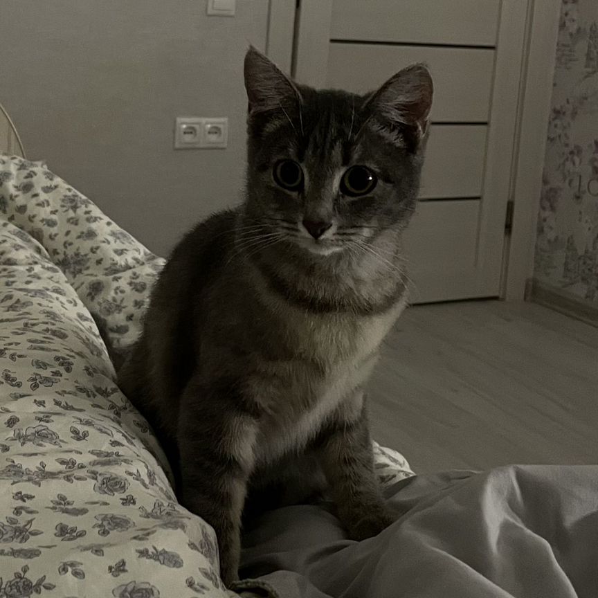 Взрослая, кошка в добрые руки