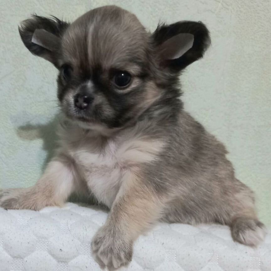 Чихуахуа, щенок