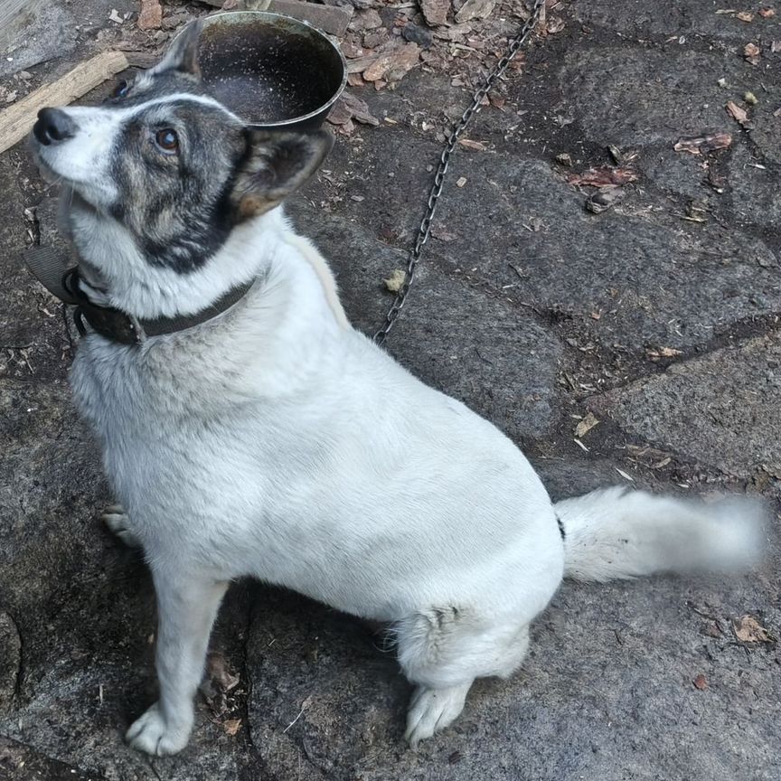 Лайка, щенок