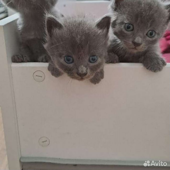 Котята британцы - метисы