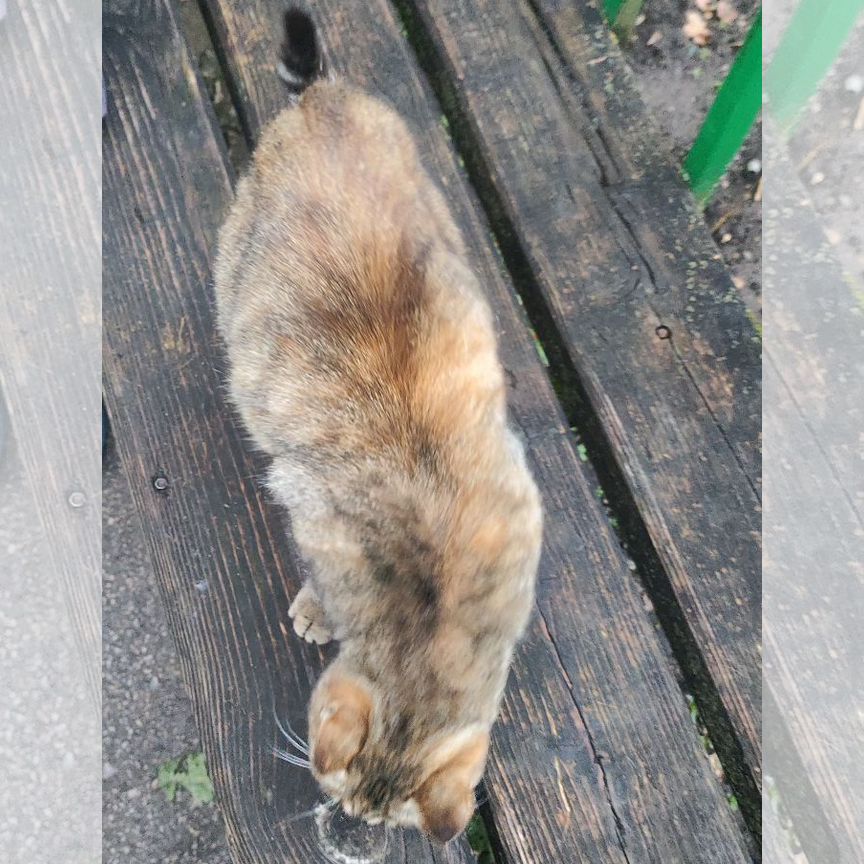 Взрослая кошка в добрые руки