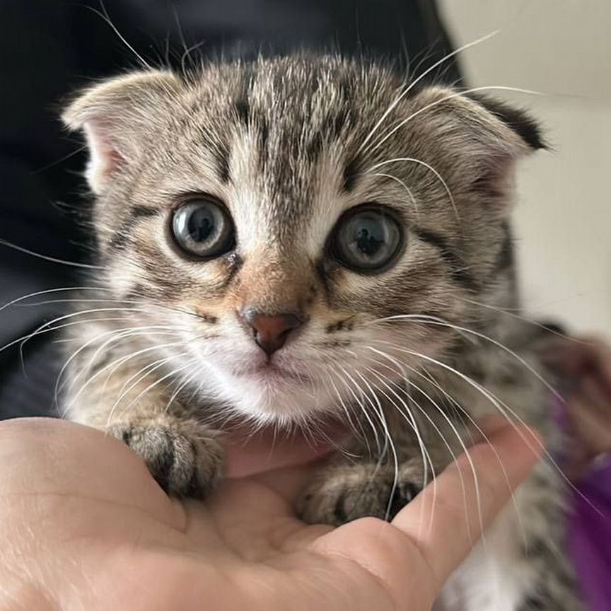 Шотландский вислоухий короткошёрстный котёнок
