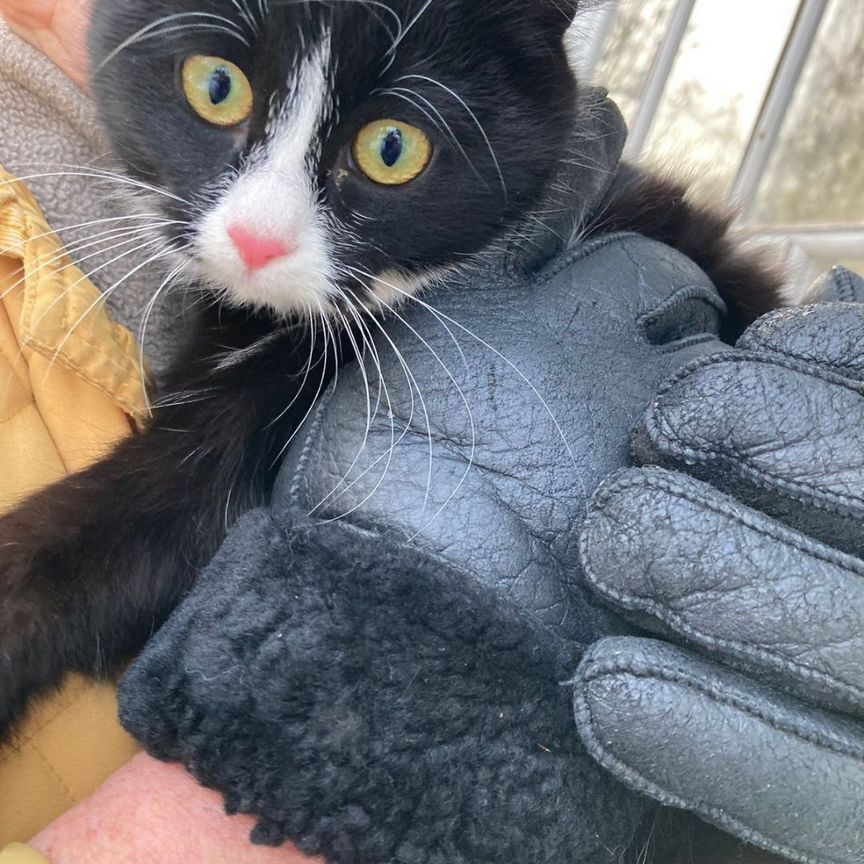 Котята в добрые руки бесплатно