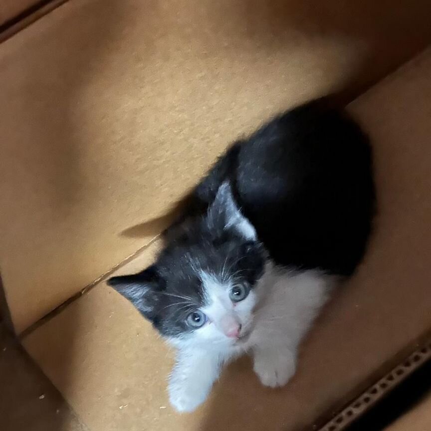 Котята в добрые руки бесплатно