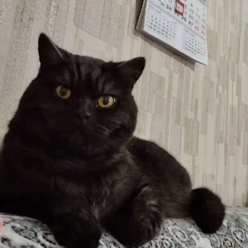 Избавляются от кота