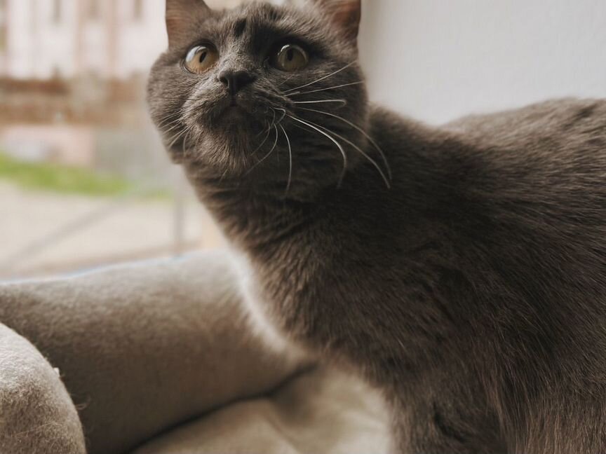 Котенок девочка
