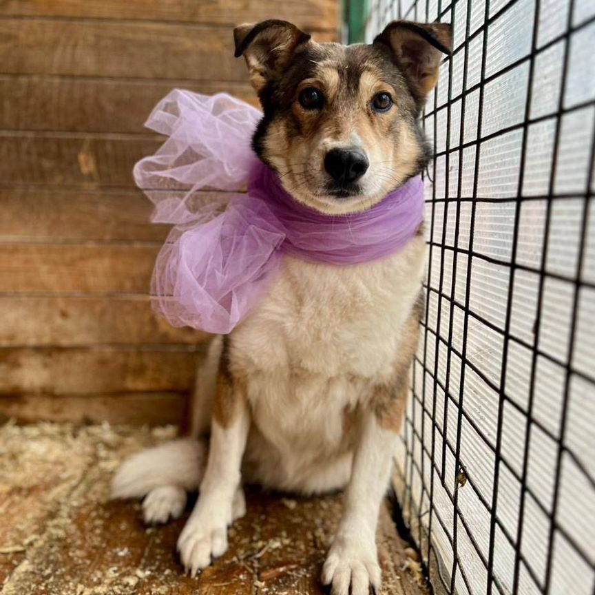 Взрослая собака в добрые руки