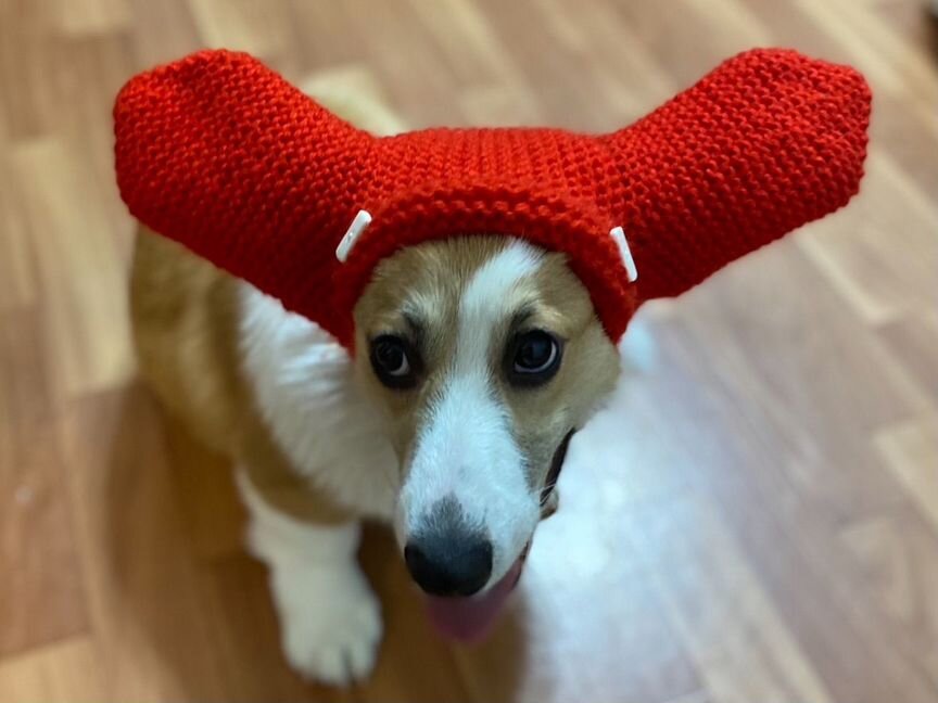 Шапка ушанка для корги