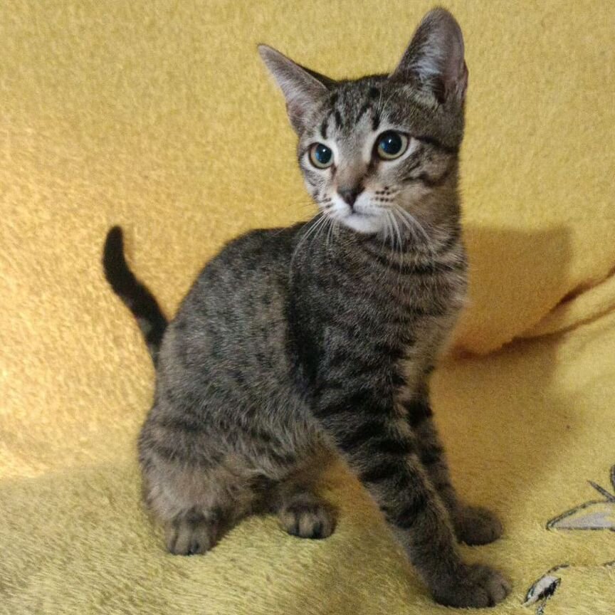 Котенок милая пестрая малышка