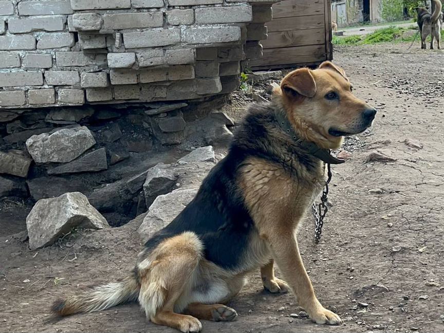 Гоша ищет дом