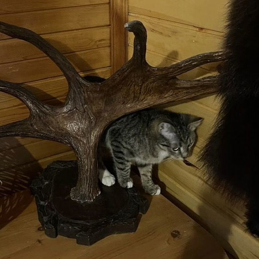 Нежное счастье