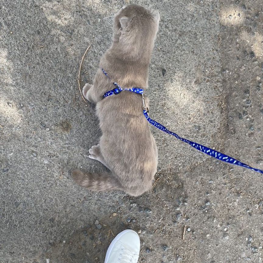 Шлейка для кота