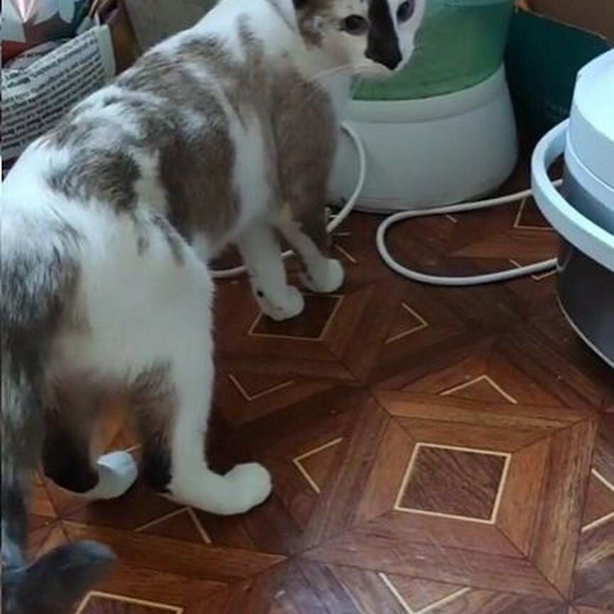 Кошка в дар
