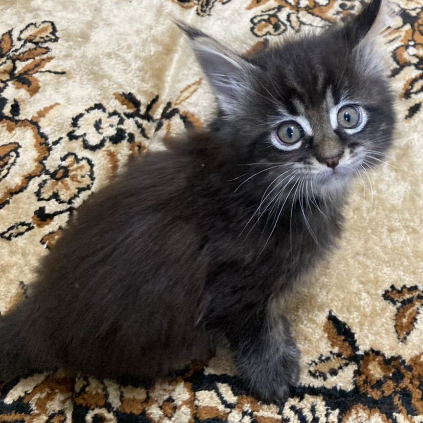 Мейн-кун котёнок