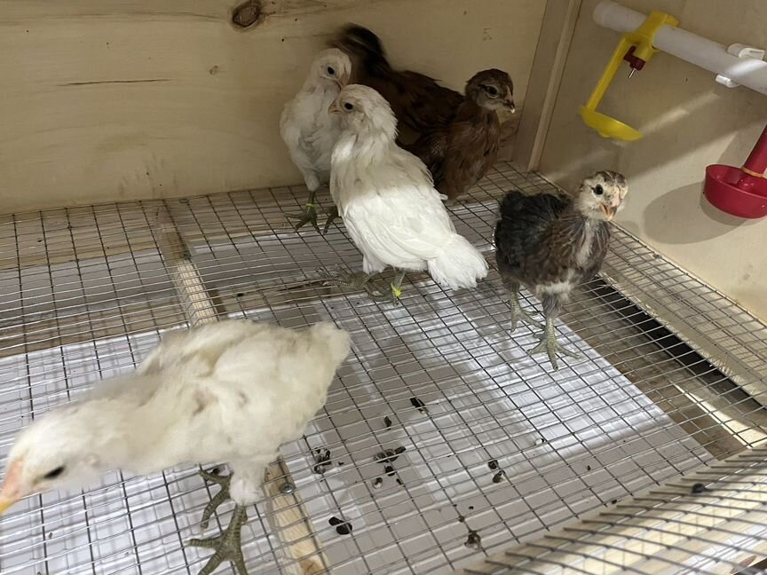 Цыпленок амераукана