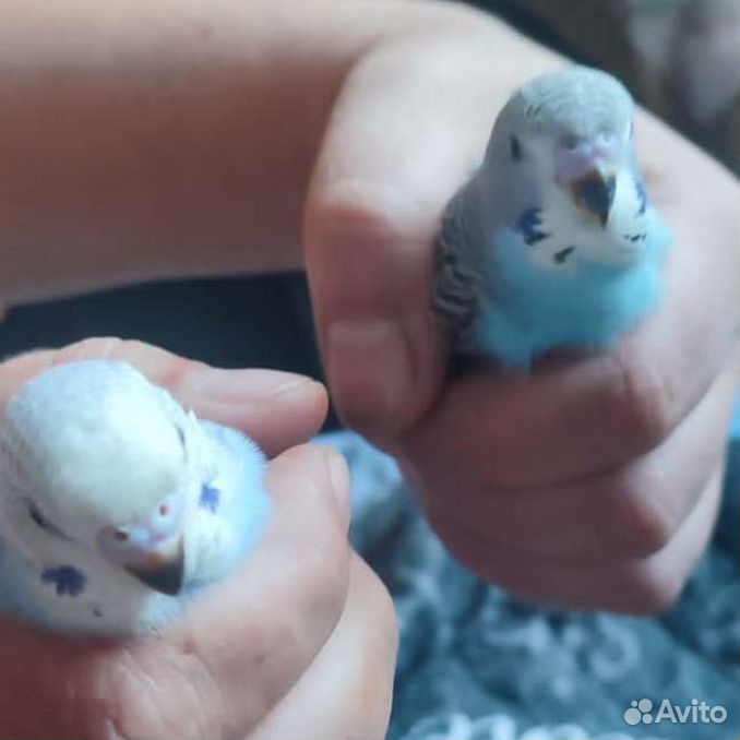 Птенцы волнистиков