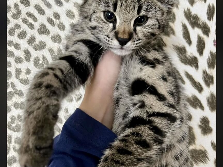 Саванна ф1 девочка