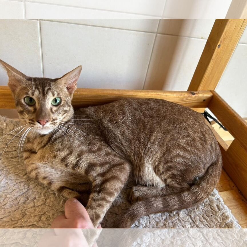 Ориентальный котёнок