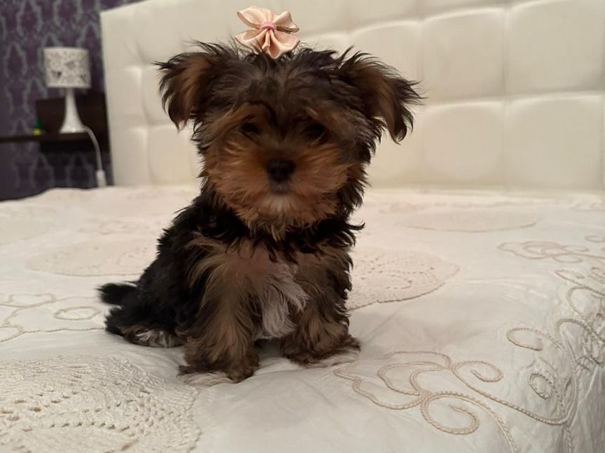 Йорк очаровательная девочка