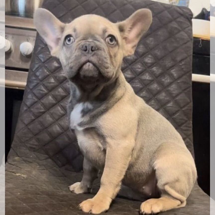 Французский бульдог девочка